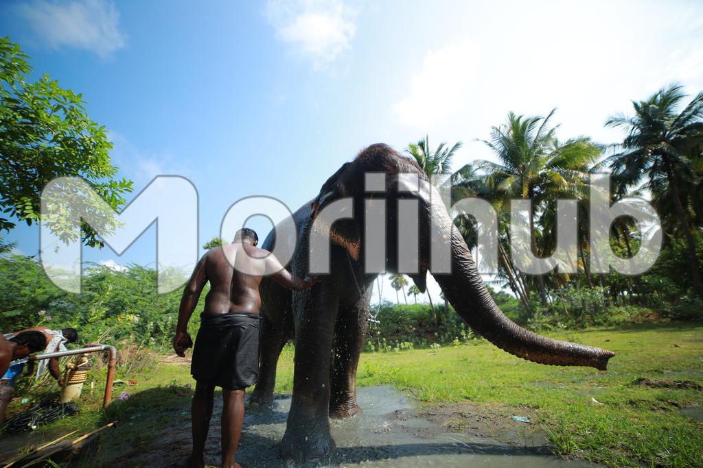 Muscle Man – MoriiHub